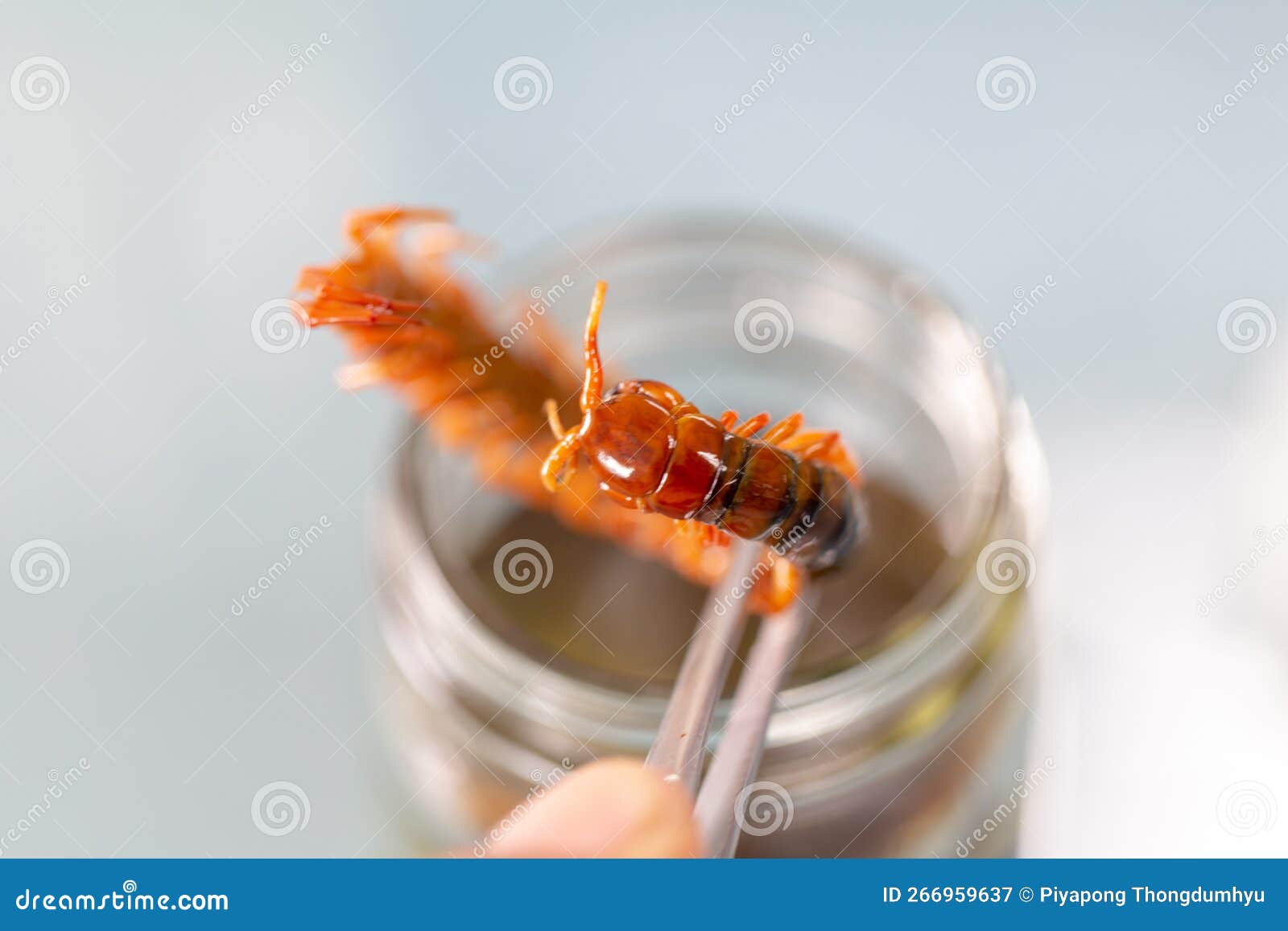 Studying Different Animals in Science Lab. Stock Image - Image of ...