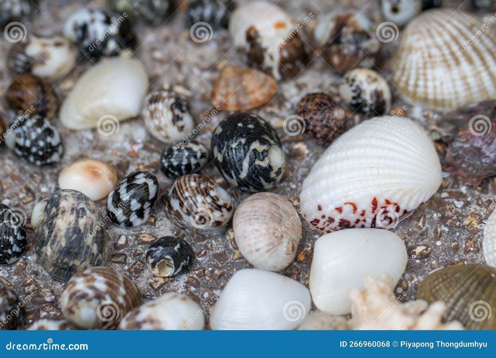 Studying Different Animals in Science Lab. Stock Photo - Image of ...