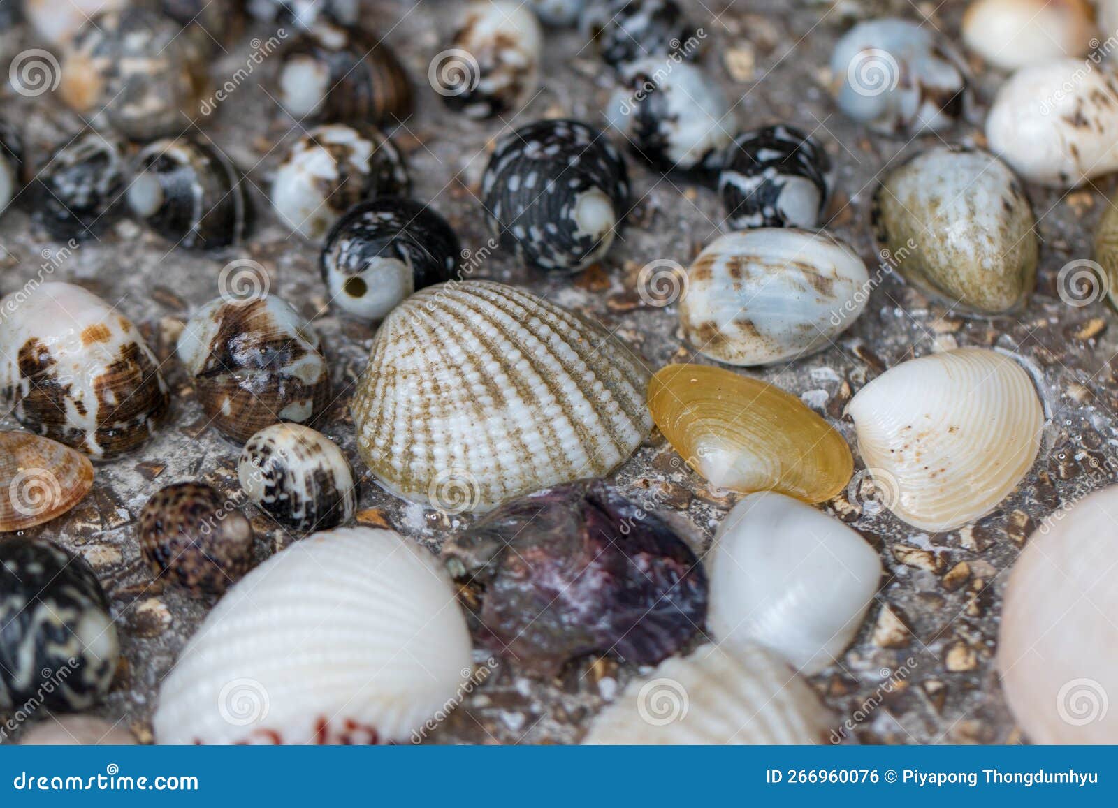 Studying Different Animals in Science Lab. Stock Photo - Image of ...