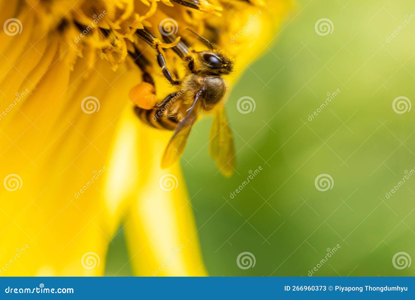 Studying Different Animals in Science Lab. Stock Image - Image of ...