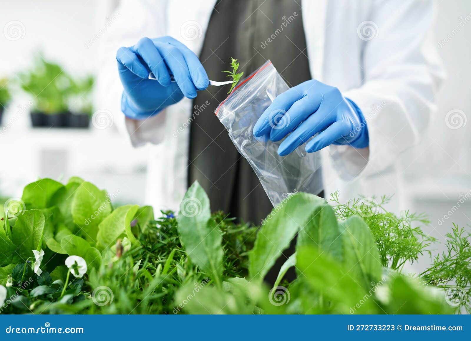 Studying the Physical Make Up of a Plant. a Scientist Getting Samples ... Studying the Physical Make Up of a Plant. a Scientist Getting Samples ...