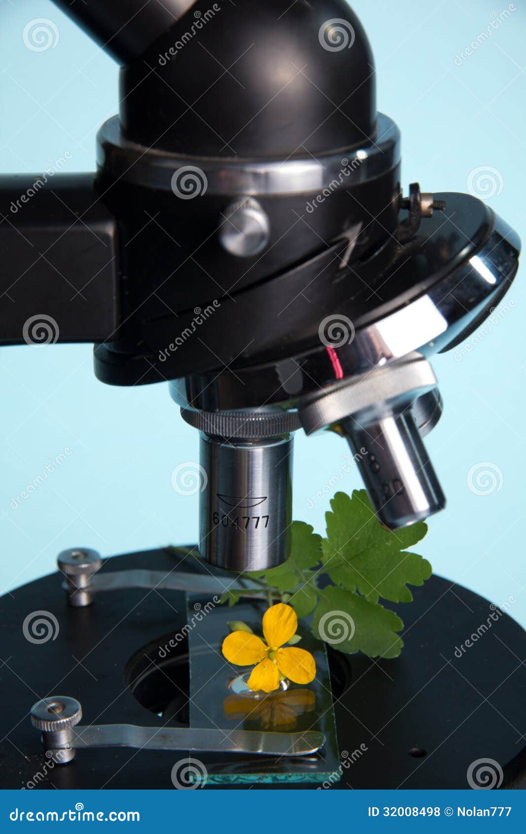 Studying Plants with a Microscope Stock Photo - Image of slide ...