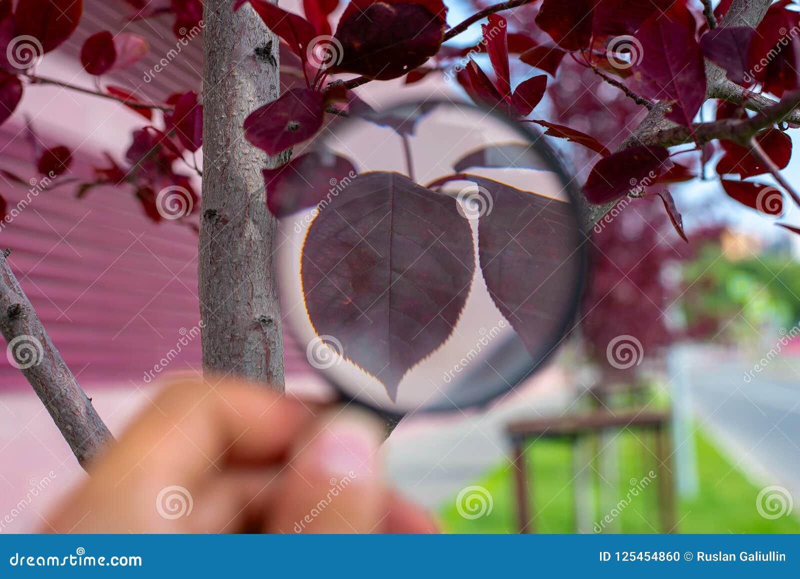 Studying of a Red Leaf of a Tree through a Magnifying Glass in a Male ...