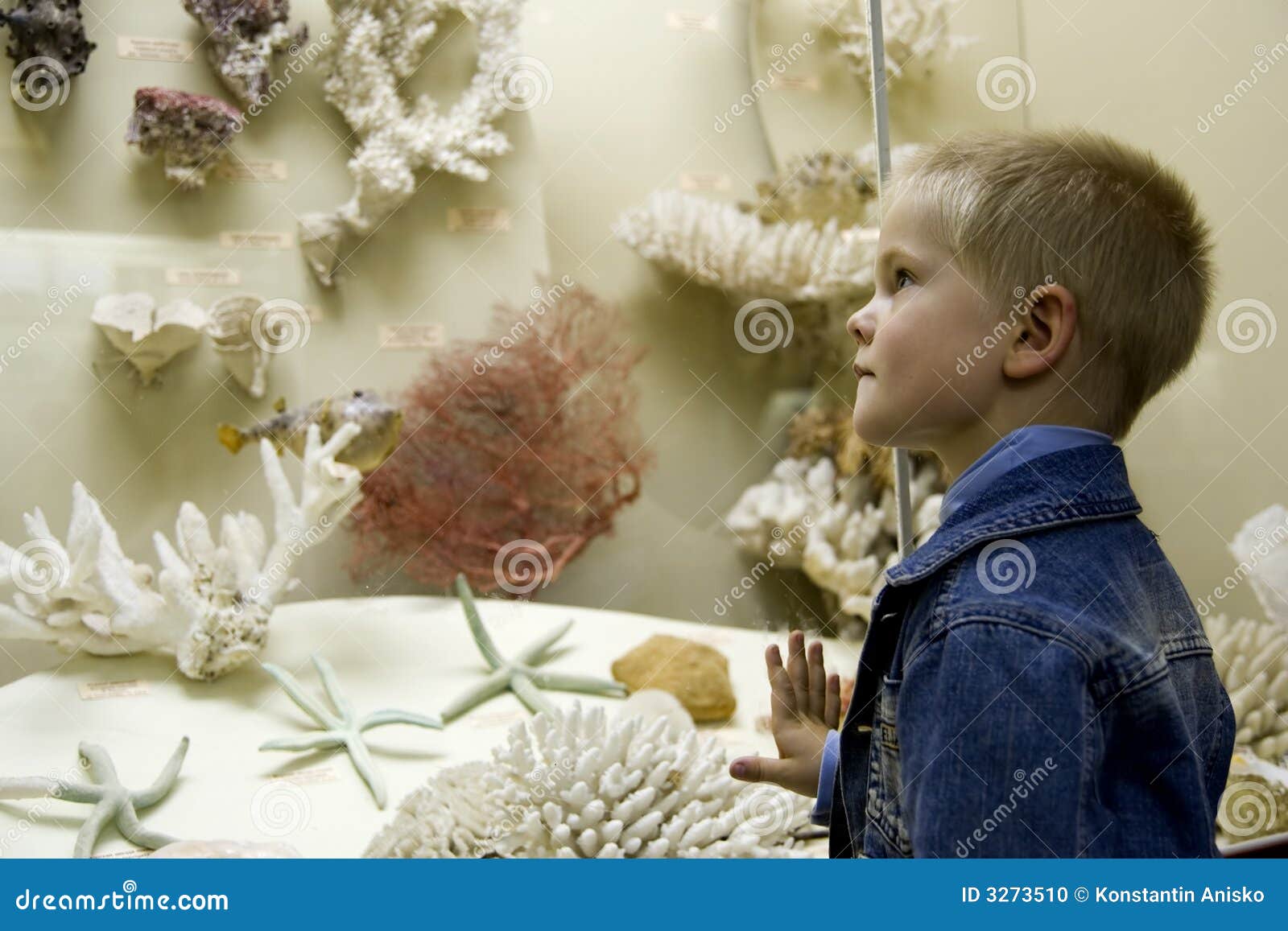Studying Sea Life stock photo. Image of intelligent, child - 3273510