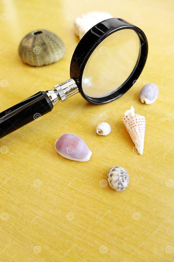 Studying Sea Shells As Science Hobby Stock Photo - Image of creatures ...