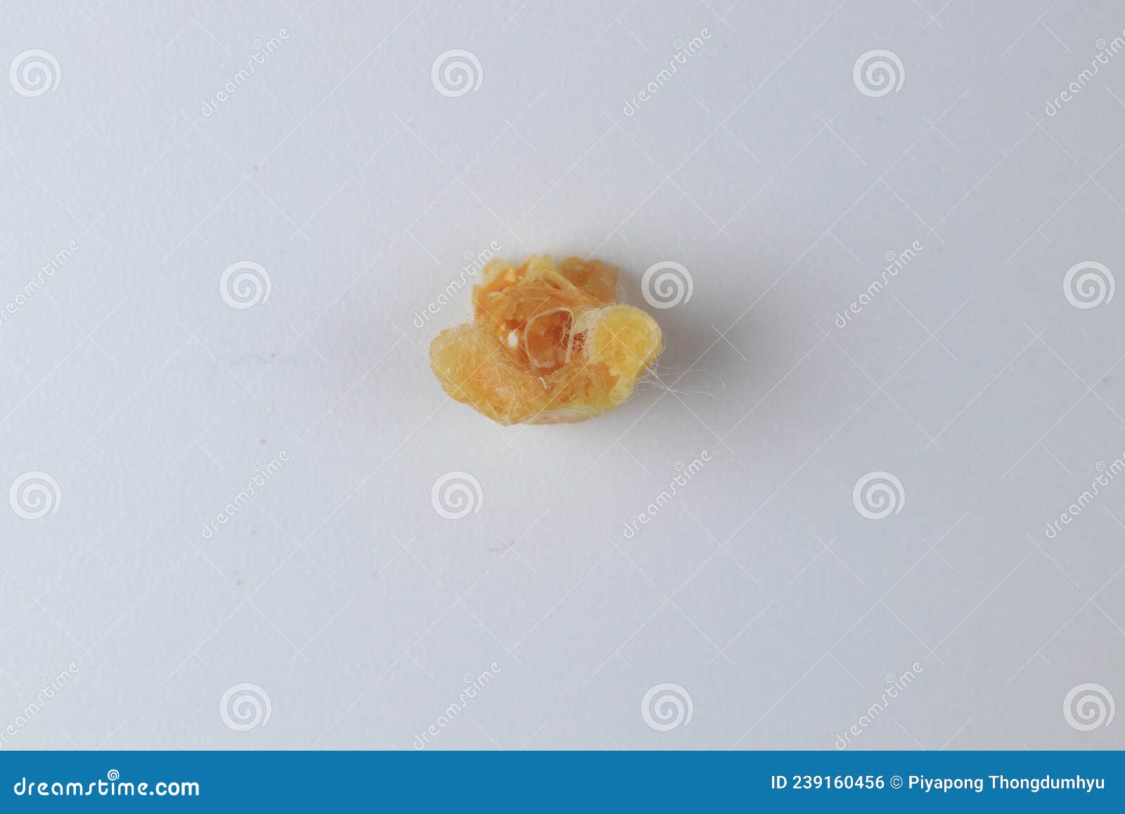 Skeletons Frog Bones in a Laboratory. Stock Photo - Image of dentary ...