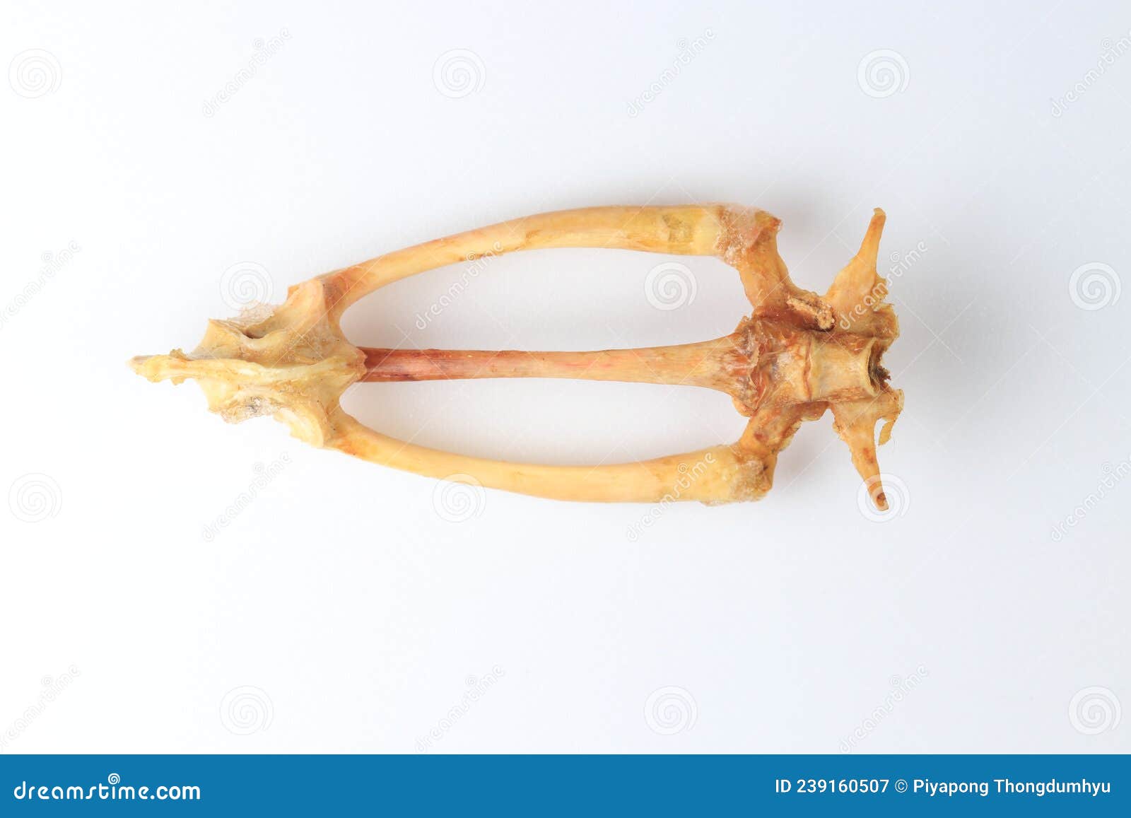 Skeletons Frog Bones in a Laboratory. Stock Image - Image of carpals ...