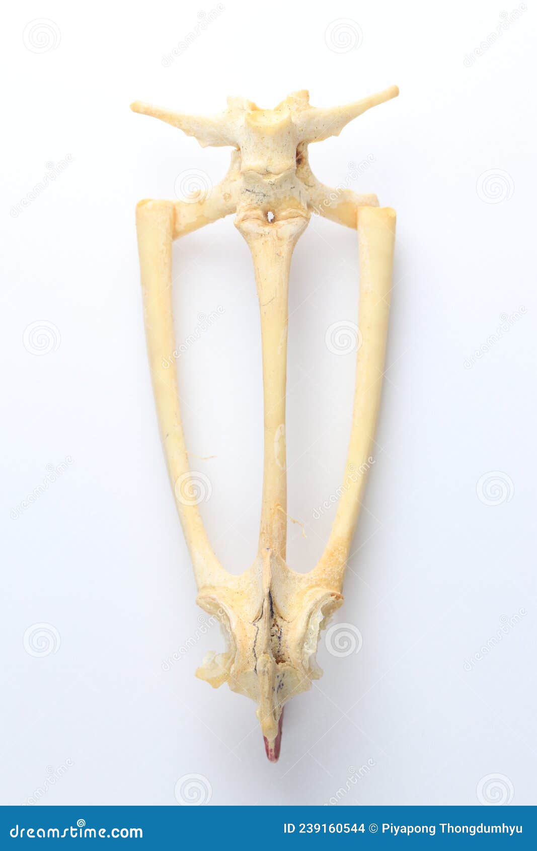 Skeletons Frog Bones in a Laboratory. Stock Photo - Image of laboratory ...