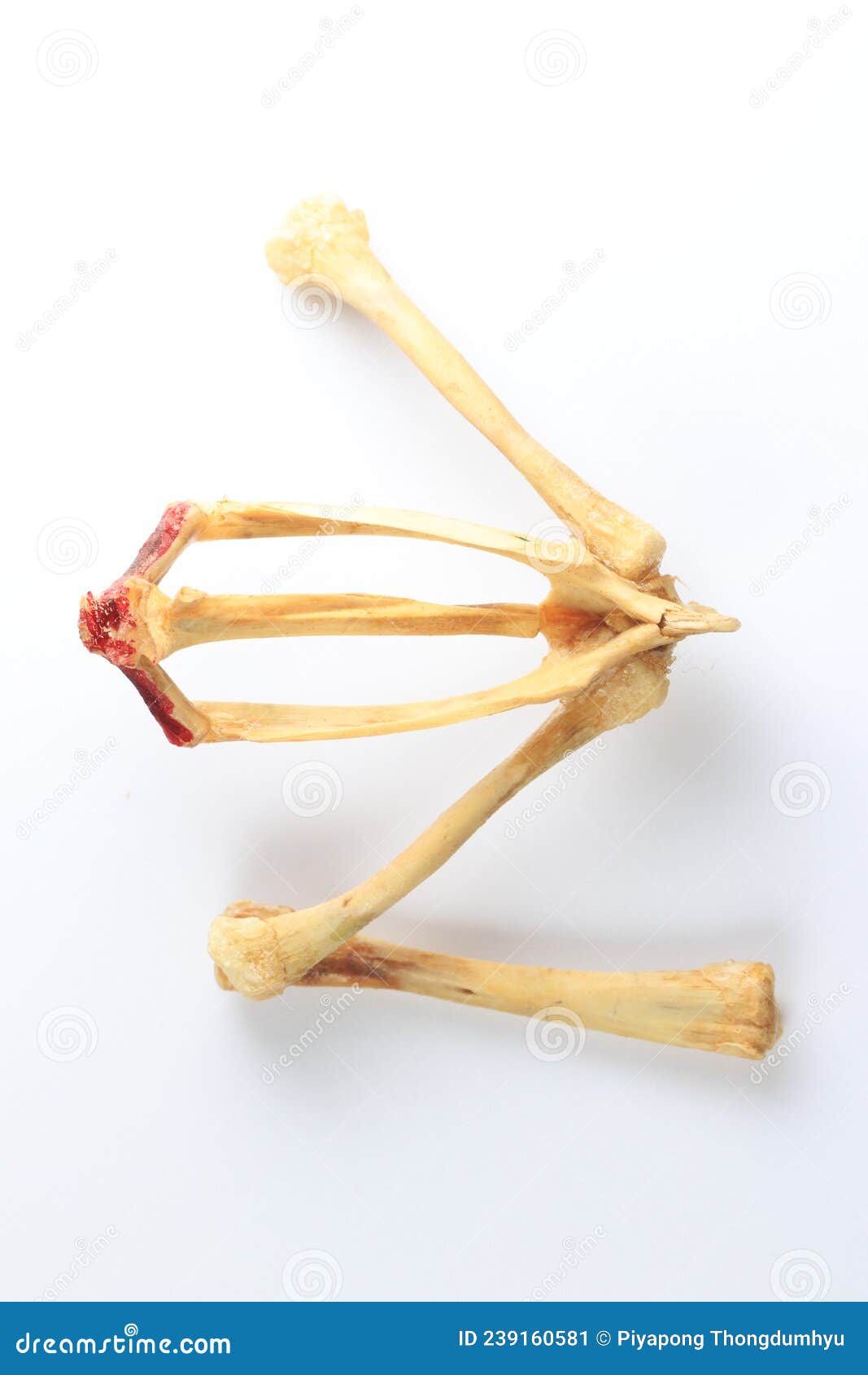 Skeletons Frog Bones in a Laboratory. Stock Image - Image of microscope ...