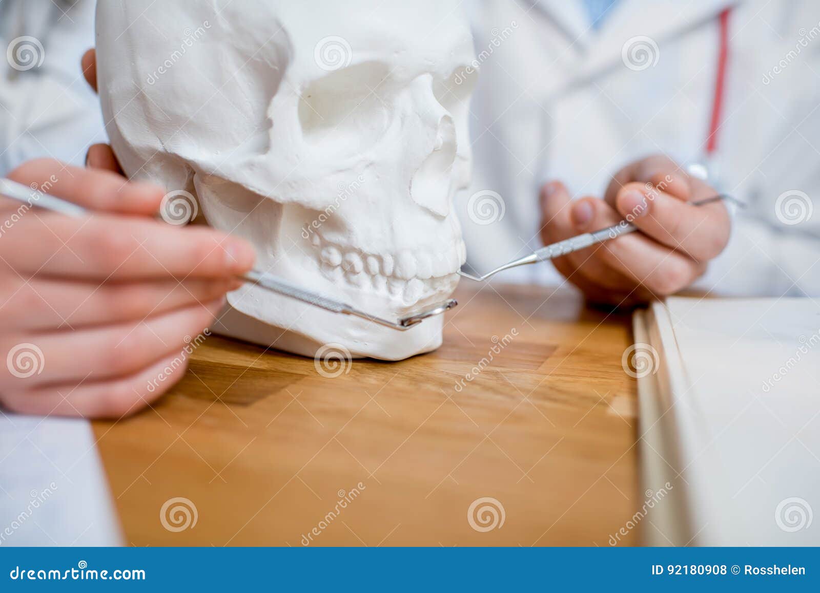 Studying the Structure of the Skull Stock Photo - Image of research ...