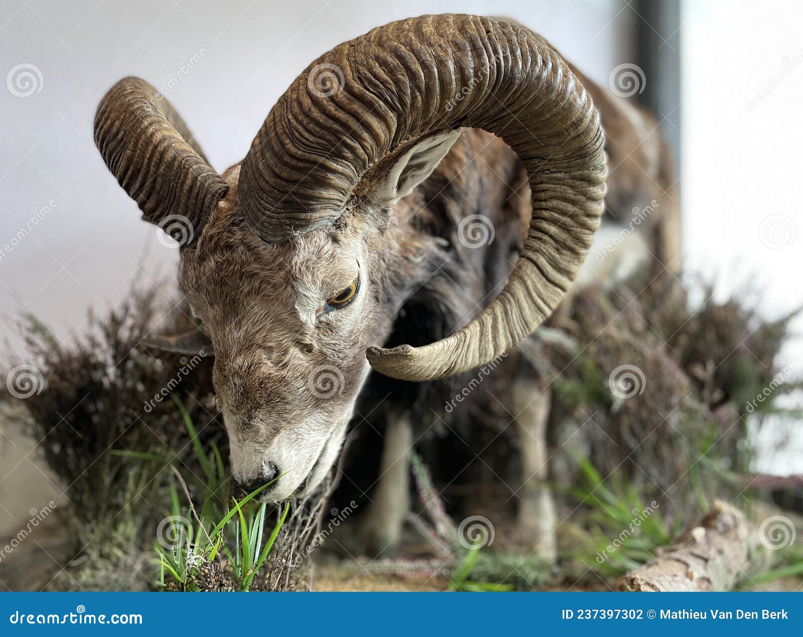 Stuffed Animal on Display in a Nature Museum Editorial Photography ...