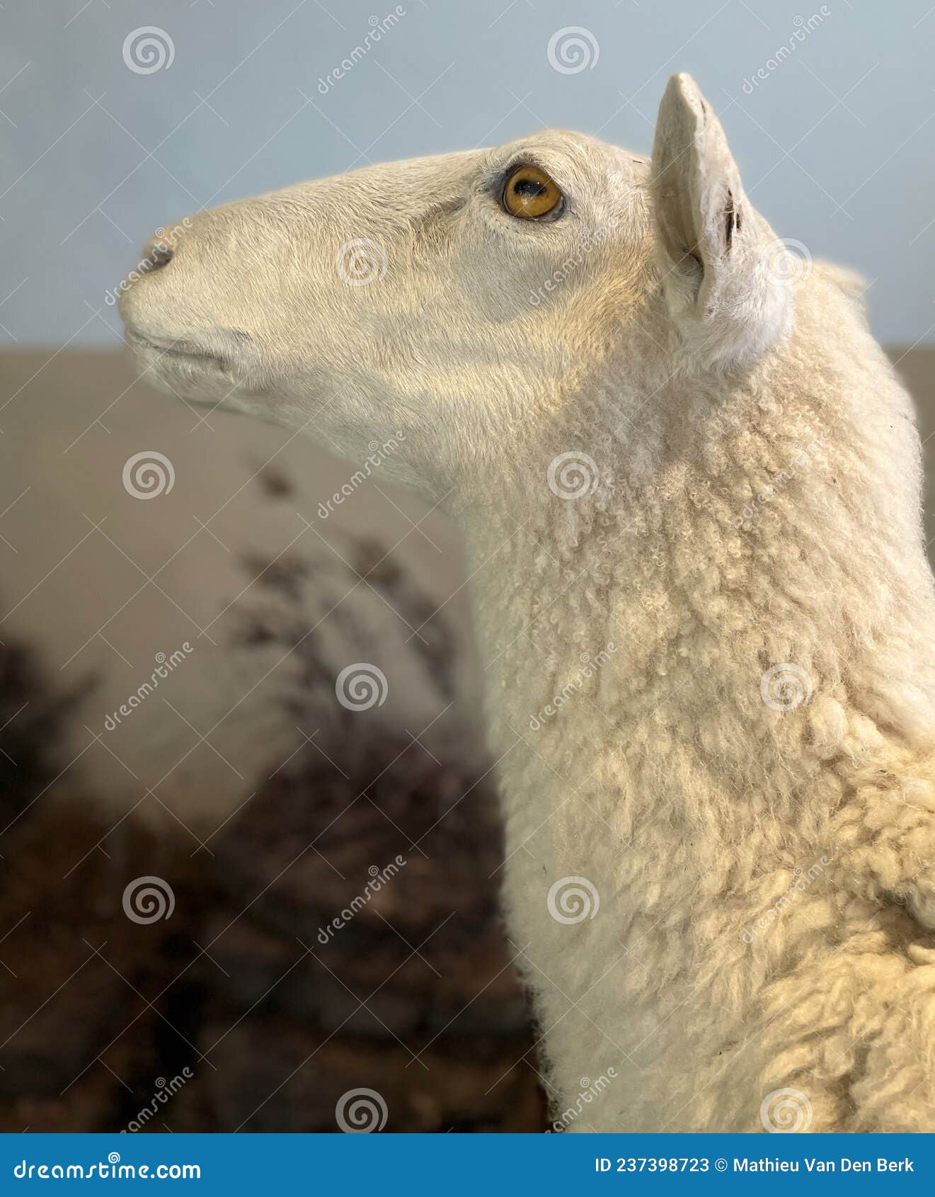 Stuffed Animal on Display in a Nature Museum Editorial Stock Photo ...