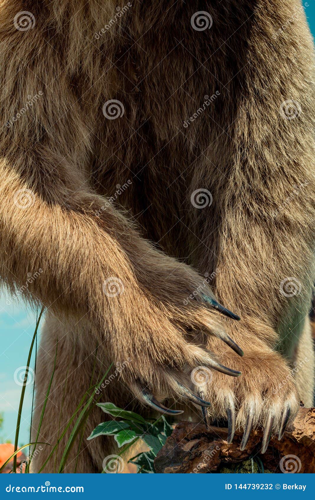 Animal Atteint De La Rage