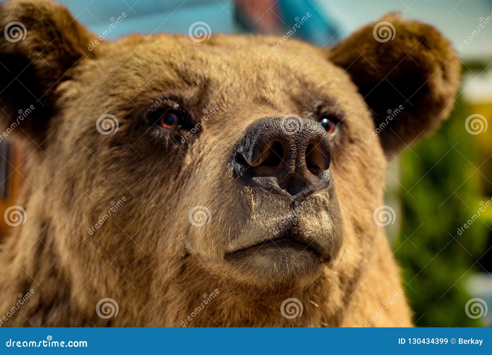 The Stuffed Big Brown Bear Head As Wild Animal Stock Image - Image of ...
