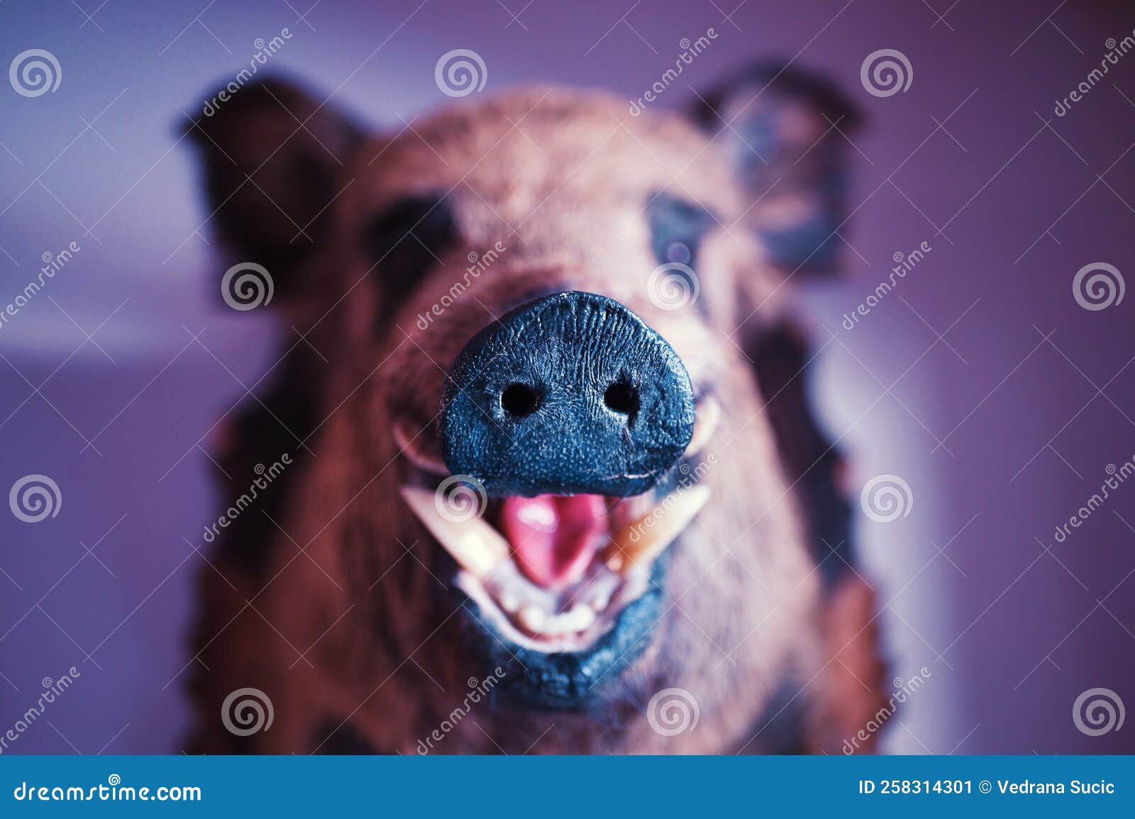 A stuffed boar s head stock image. Image of wall, portrait - 258314301