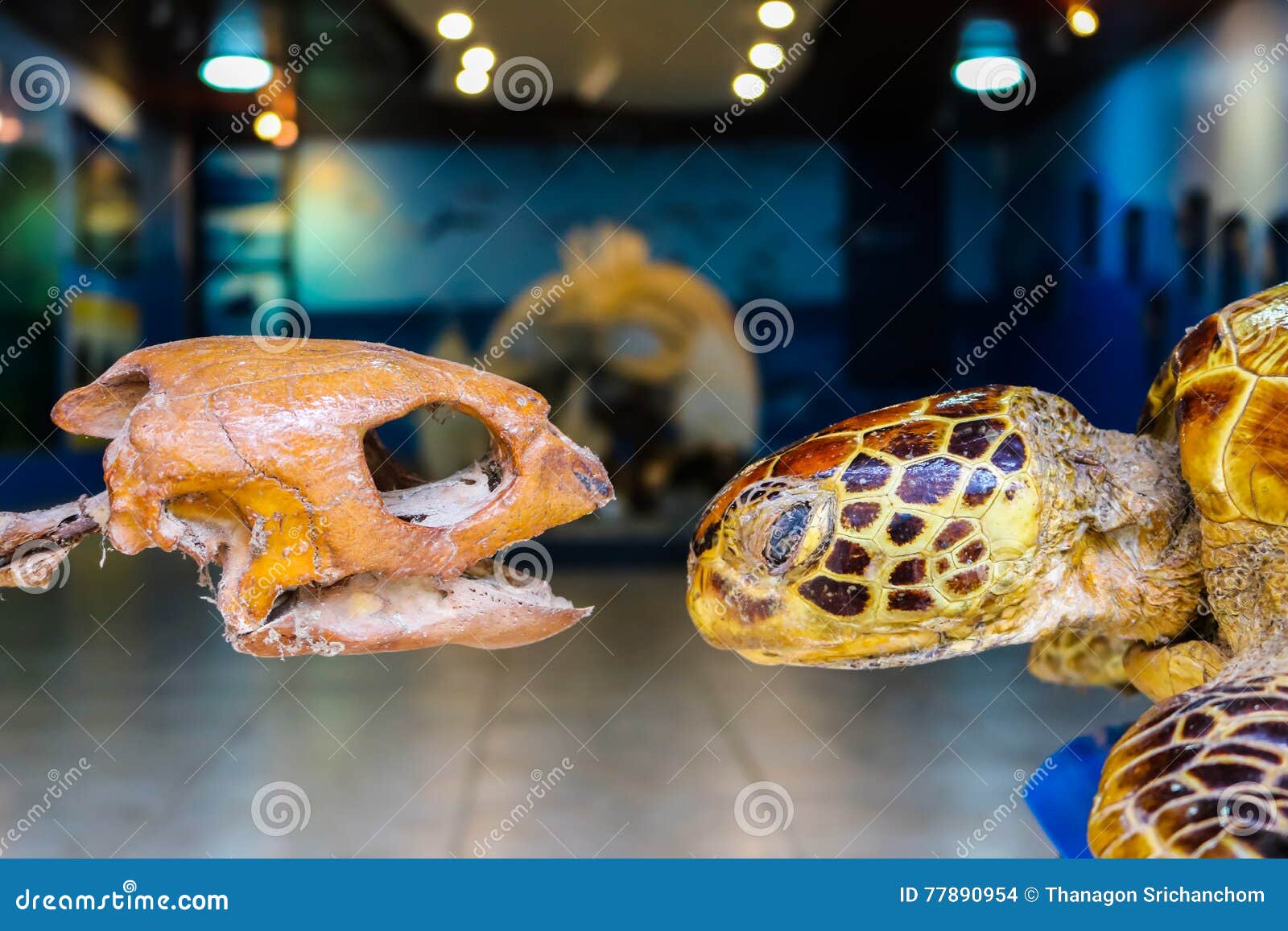 The Stuffed and the Bones of Sea Turtles. Stock Photo - Image of ocean ...