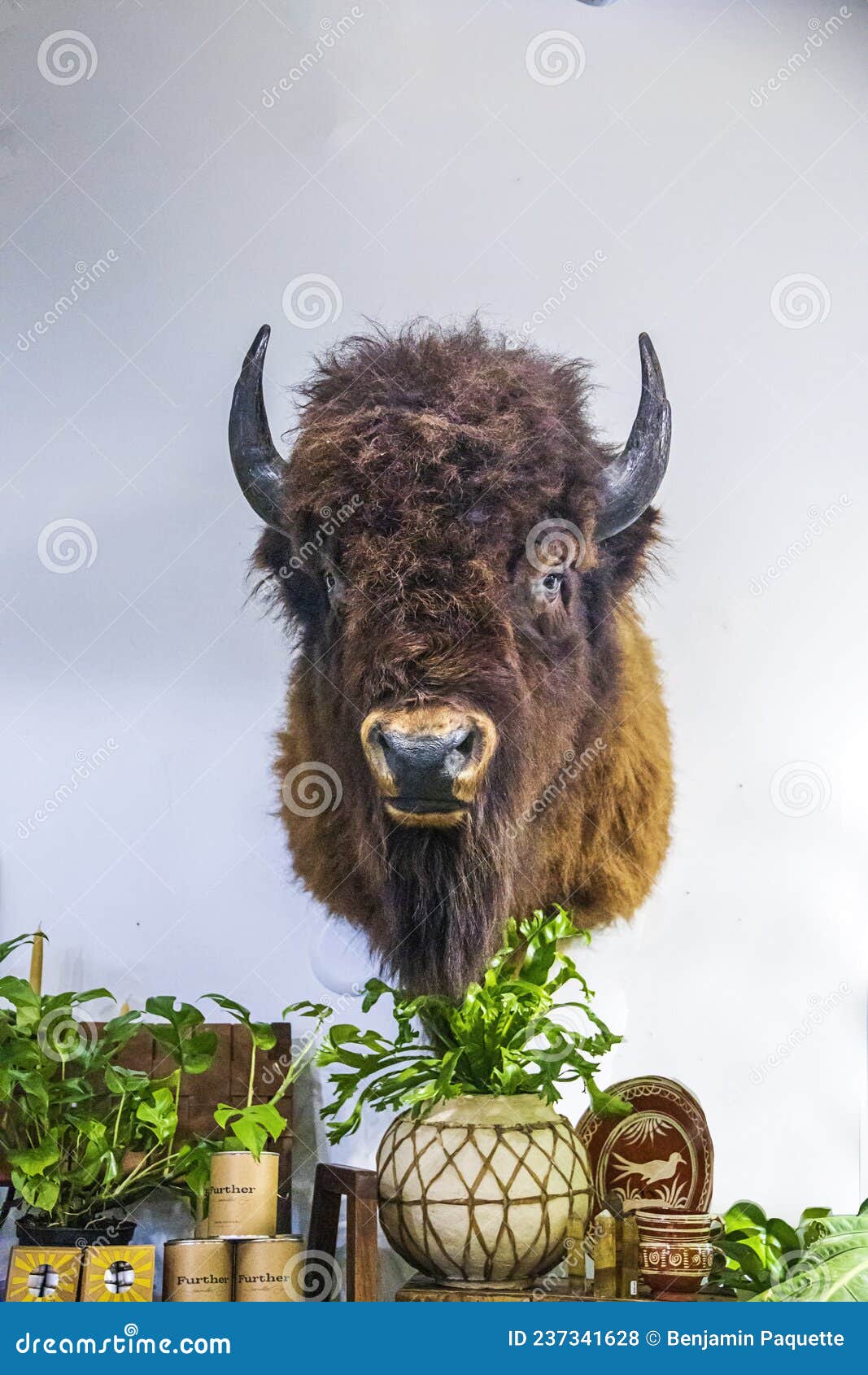 Stuffed Buffalo Head on a Wall in a Store Stock Photo - Image of ...