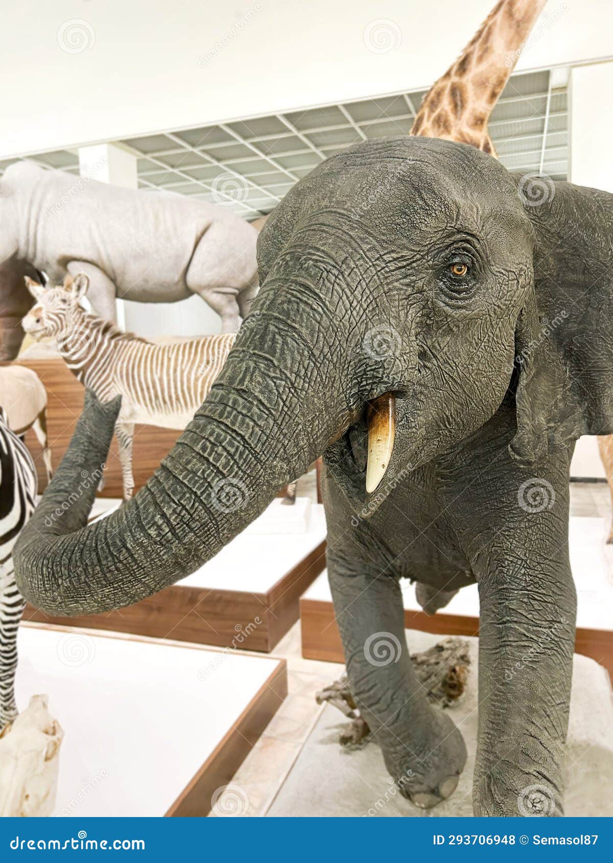 Stuffed Elephant in the Museum Editorial Stock Photo - Image of ...