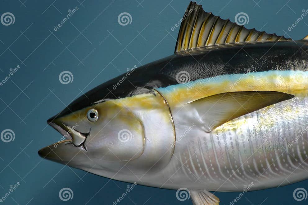 Stuffed fish stock photo. Image of gills, trophy, tuna - 806916