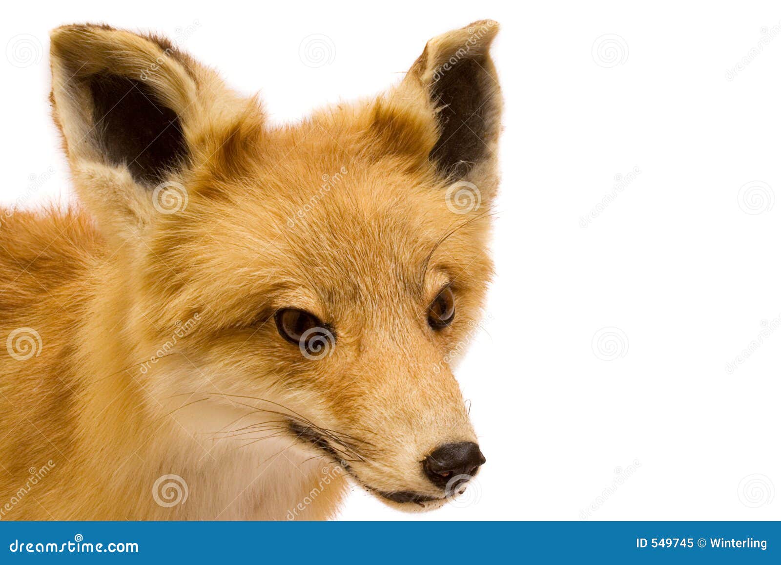 Stuffed Fox stock image. Image of bite, foxx, animal, nature - 549745
