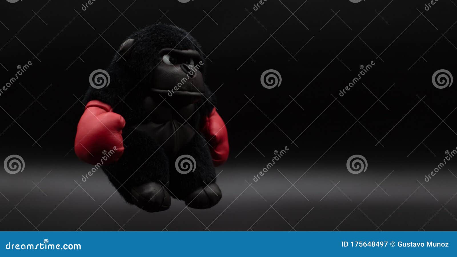 Stuffed Gorilla Boxer with Angry Face Posing on a Dark Background Stock ...