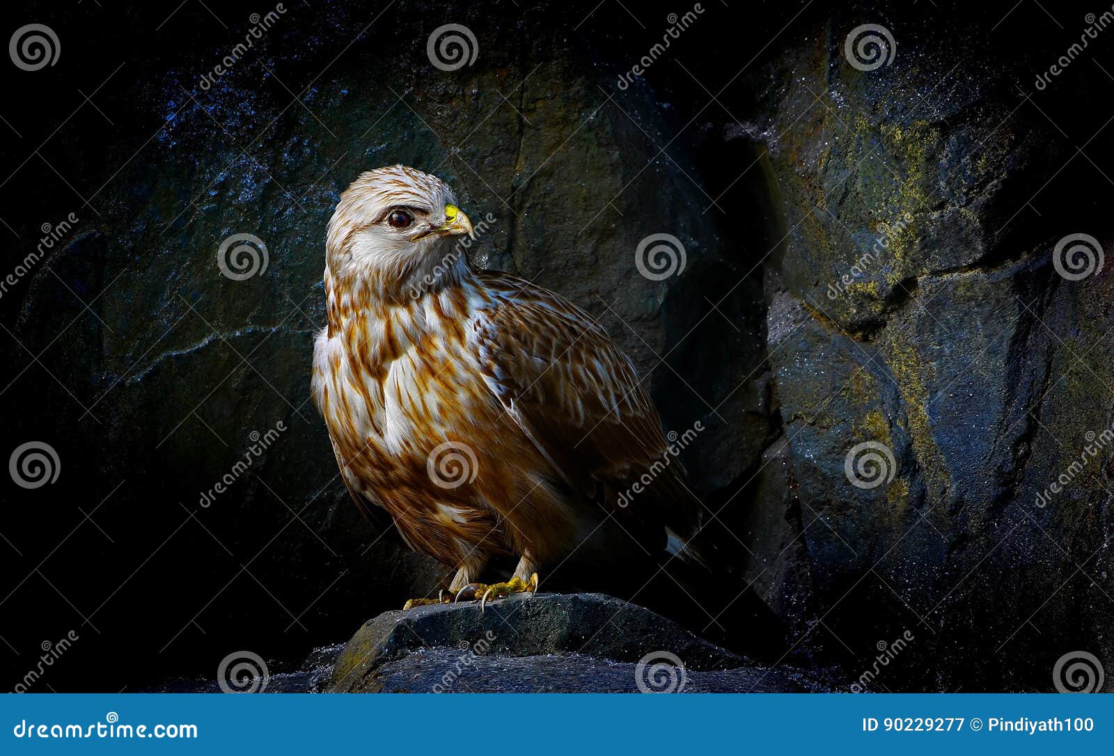 Stuffed hawk bird stock image. Image of animal, beak - 90229277