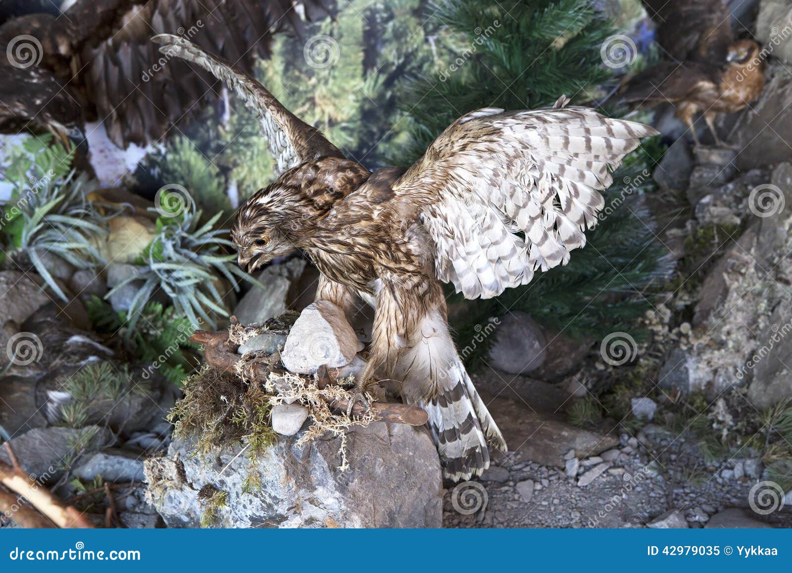 Stuffed hawk. stock image. Image of bears, travel, stuffed - 42979035