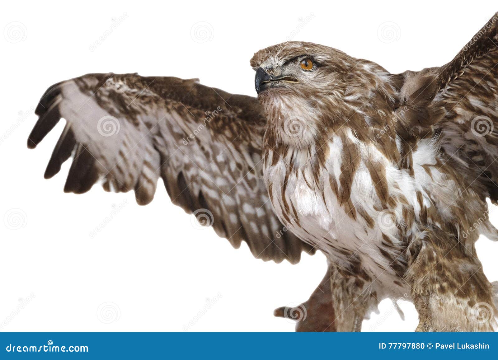 Stuffed hawk stock photo. Image of beak, hawk, predator - 77797880