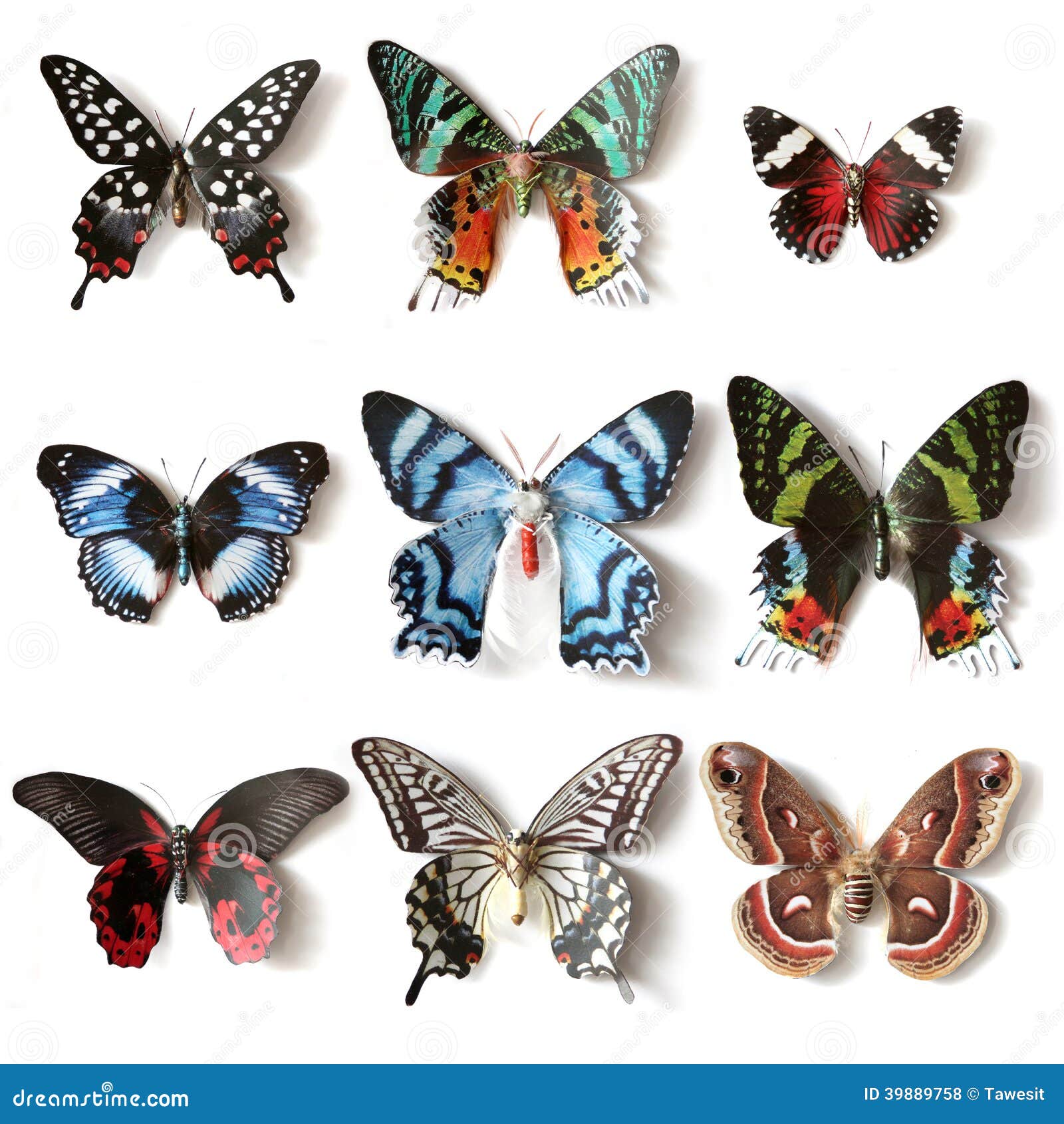 Stuffed Insects Butterfly Collection Stock Photo - Image of colorful ...