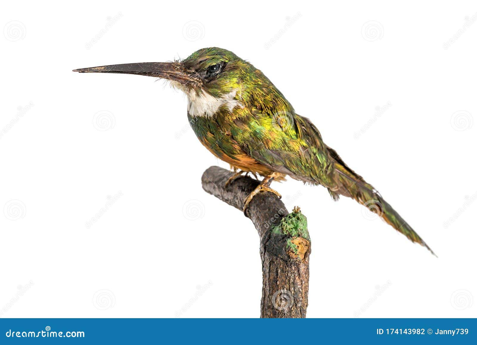 Stuffed Large Hummingbird Sits on a Log Isolated on White Stock Photo ...