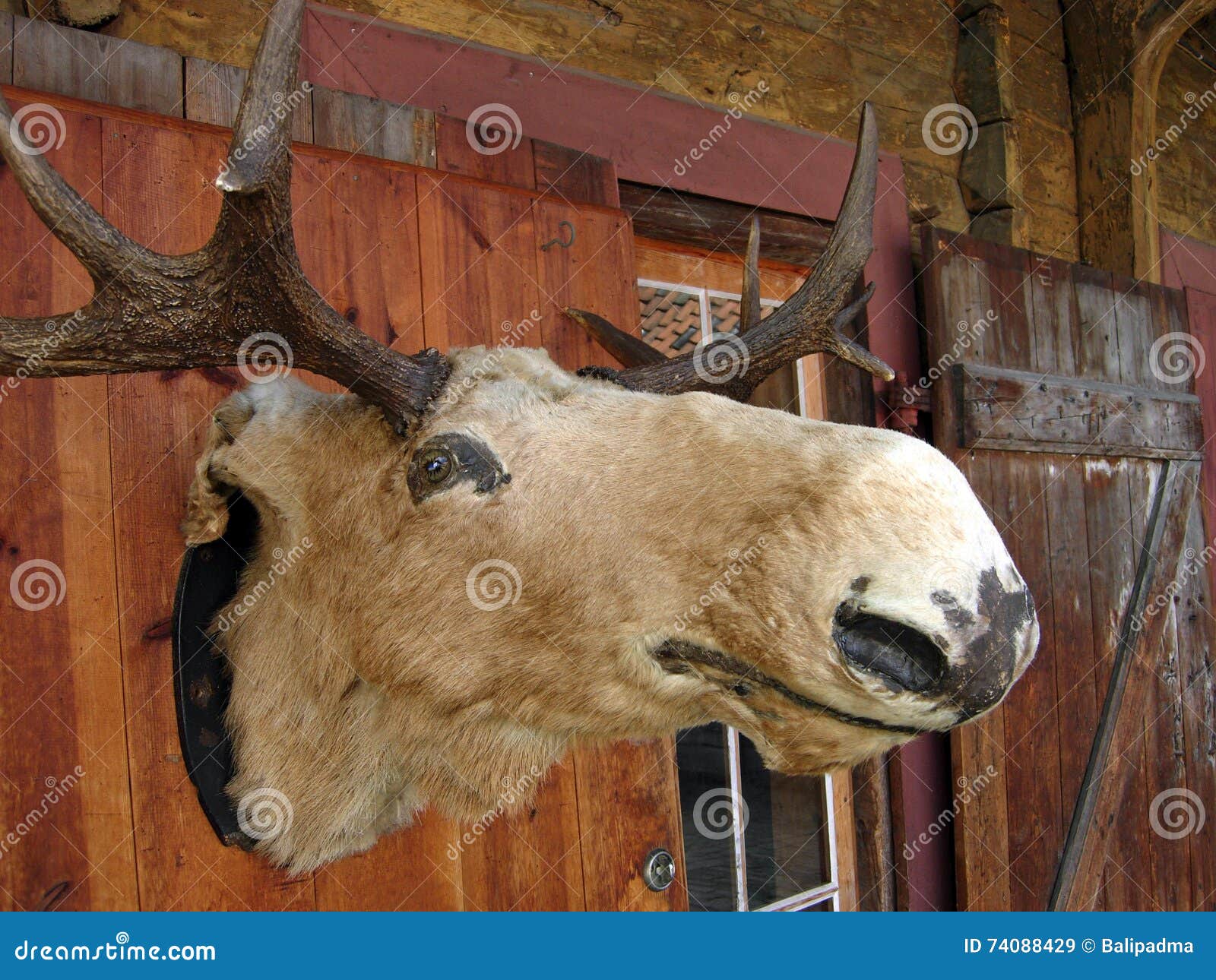Stuffed Moose Head in Bergen (Norway) Stock Image - Image of moose ...