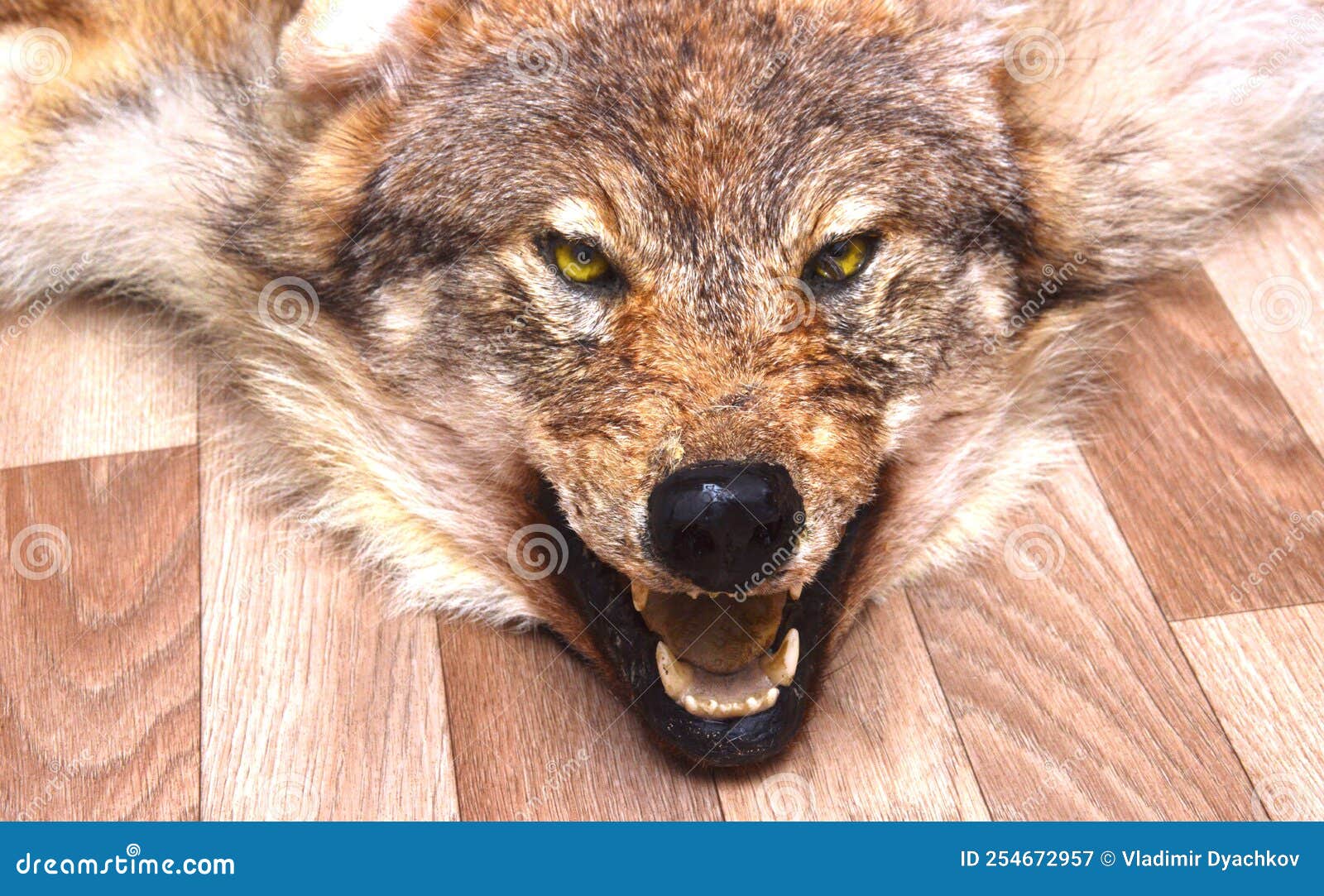 Stuffed wolf stock image. Image of wild, brown, wildlife - 254672957