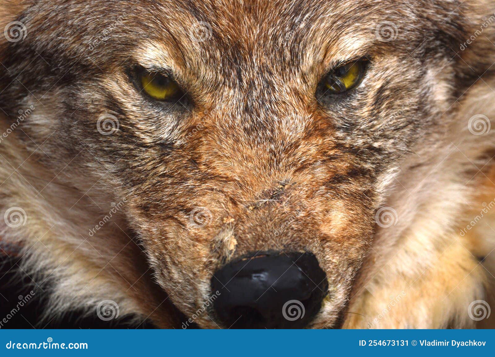 Stuffed wolf stock image. Image of nature, predator - 254673131