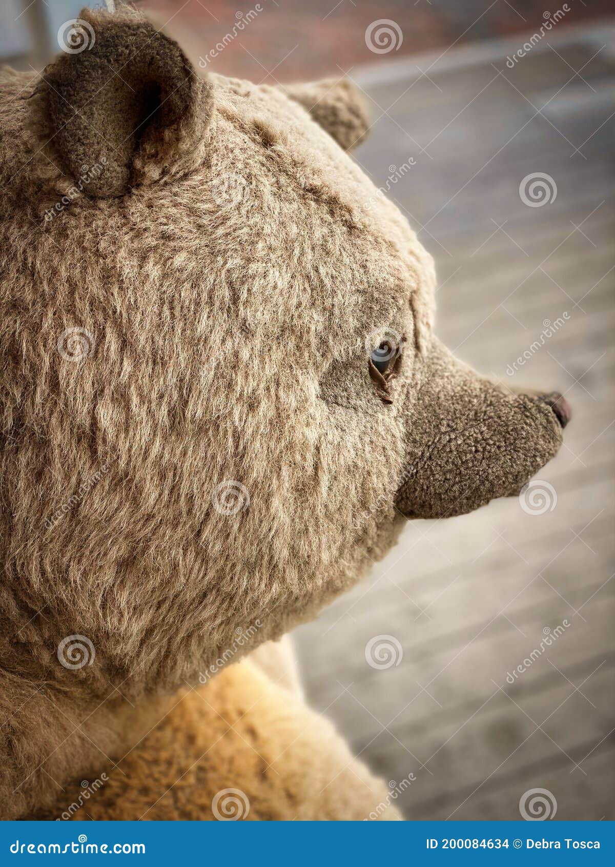 Stuffed Teddy Bear Oversized Head Profile Stock Photo - Image of bear ...