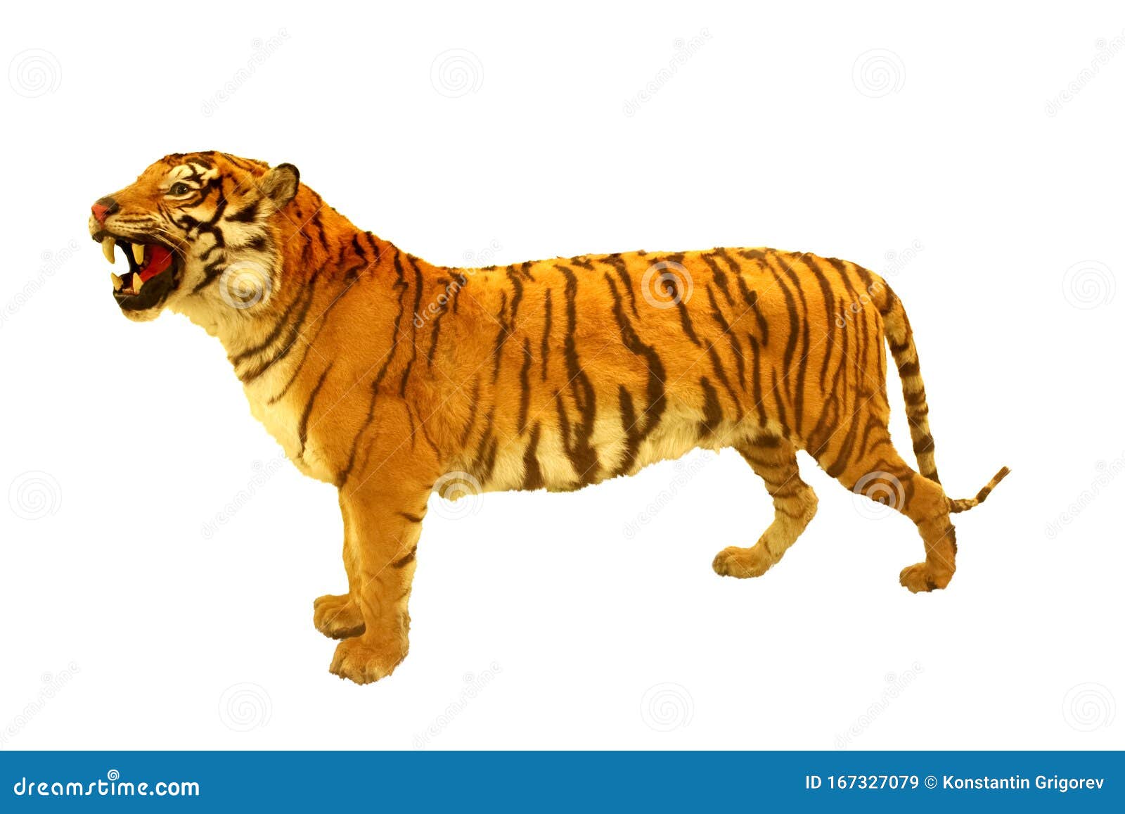 Tiger Body Profile