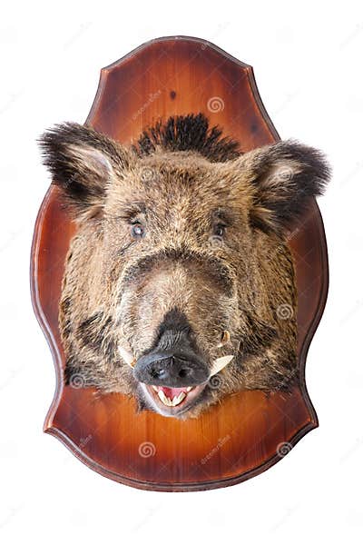 Stuffed wild boar head stock photo. Image of wild, white - 12645652