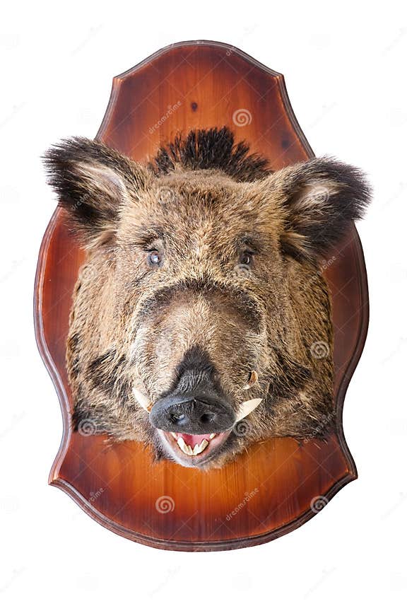Stuffed wild boar head stock photo. Image of wild, white - 12645652