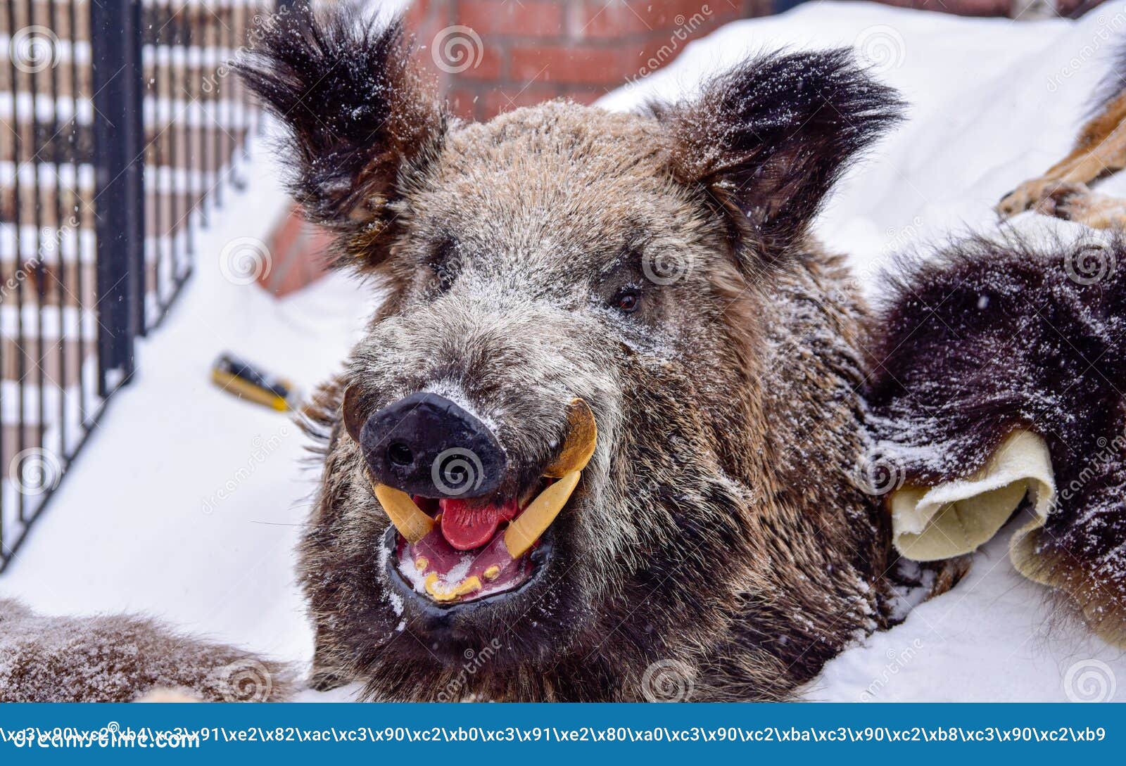 Stuffed Wild Boar Head with Fangs Snarling, Close-up Stock Image ...