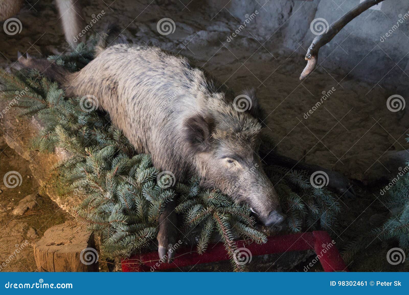 Stuffed Wild Boar Laying on on Conifer Tree Branches Stock Image ...