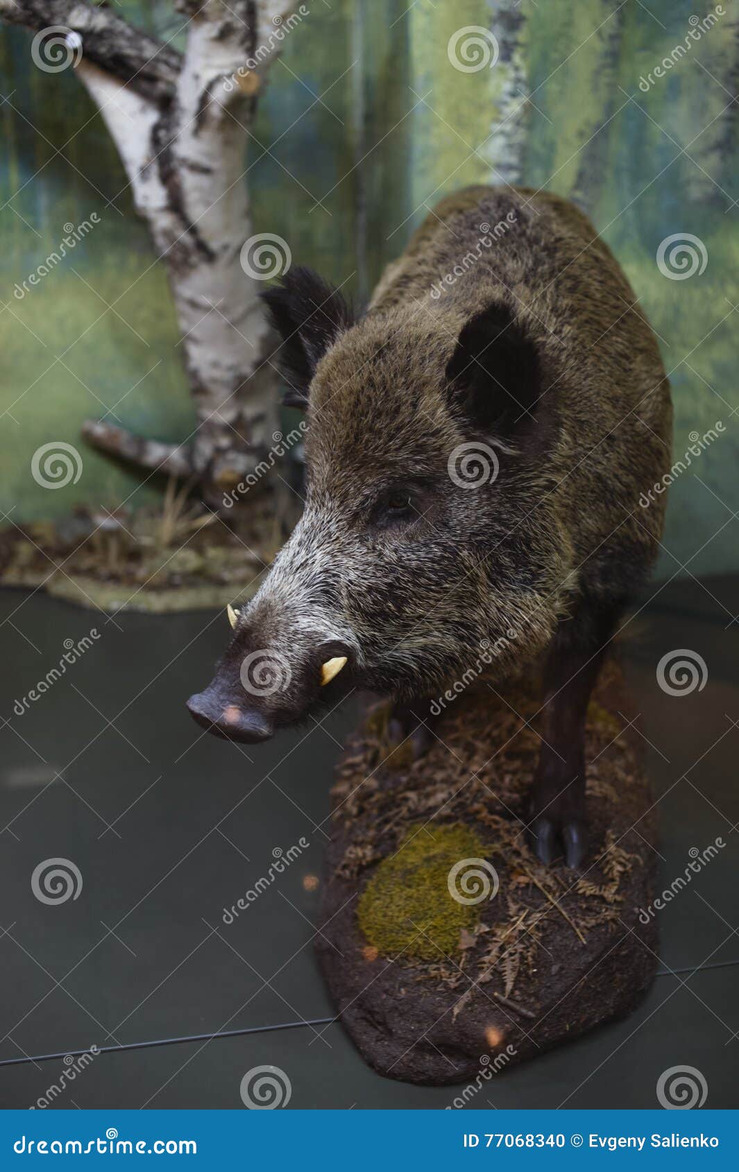 Stuffed Wild Boar in the Museum. Editorial Image - Image of boar, teeth ...