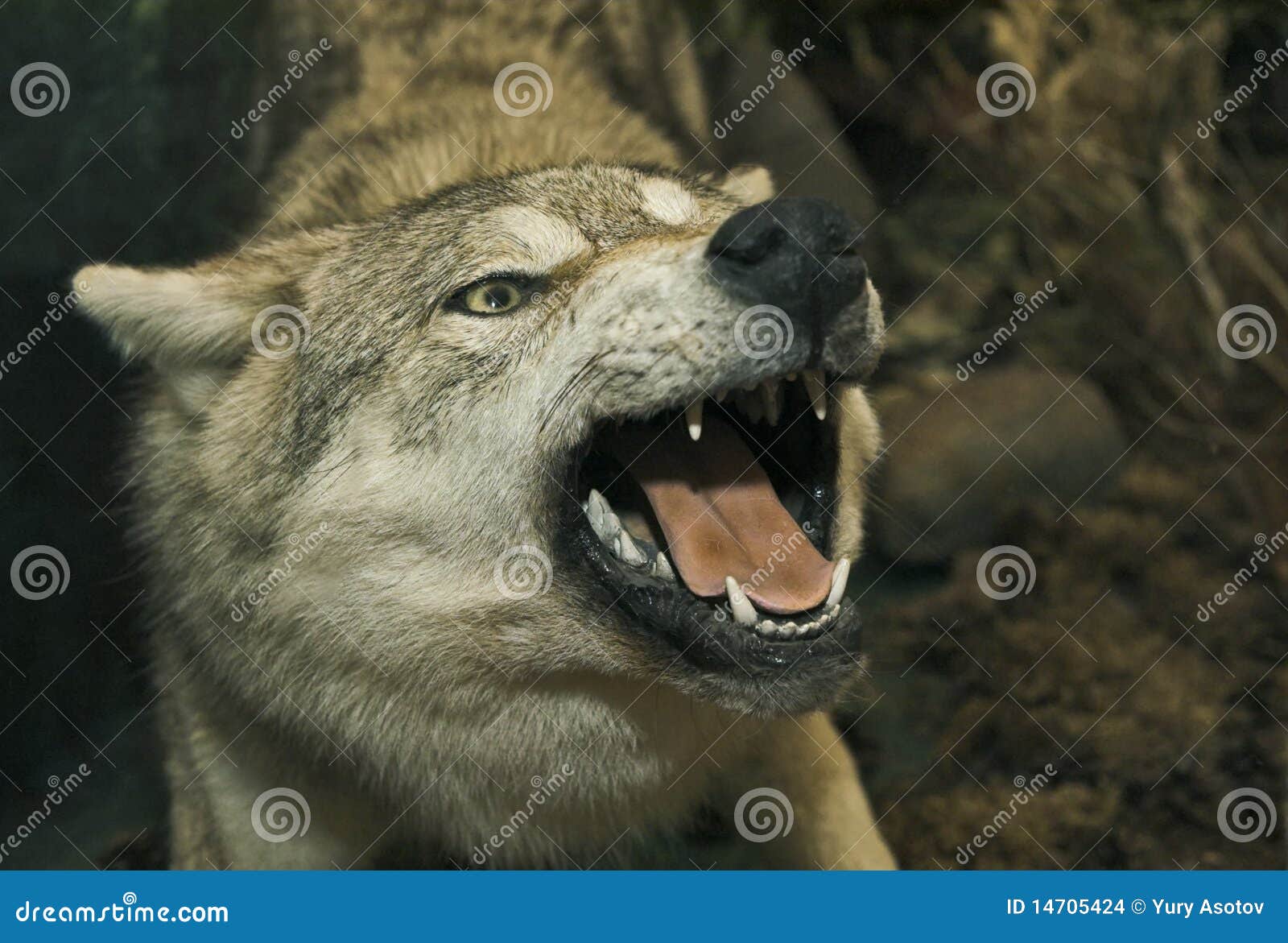 Stuffed wolf stock photo. Image of rudeness, pets, anger - 14705424