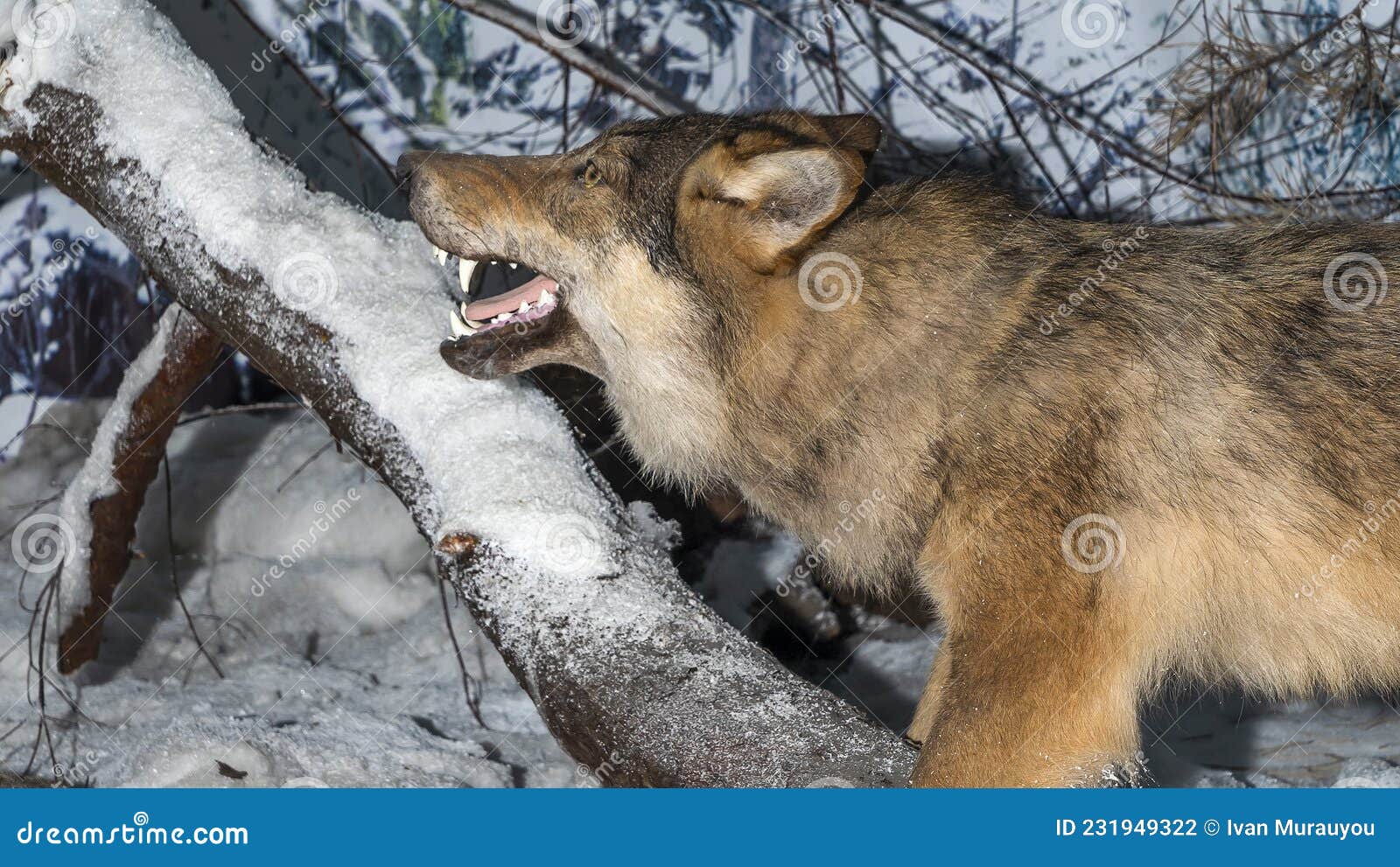 A stuffed wolf. Wolf head editorial photography. Image of dummy - 231949322