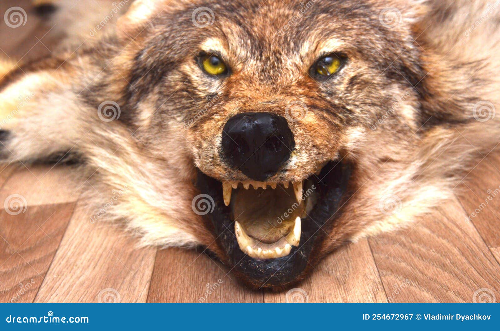 Stuffed wolf stock image. Image of hunt, wildlife, poachers - 254672967