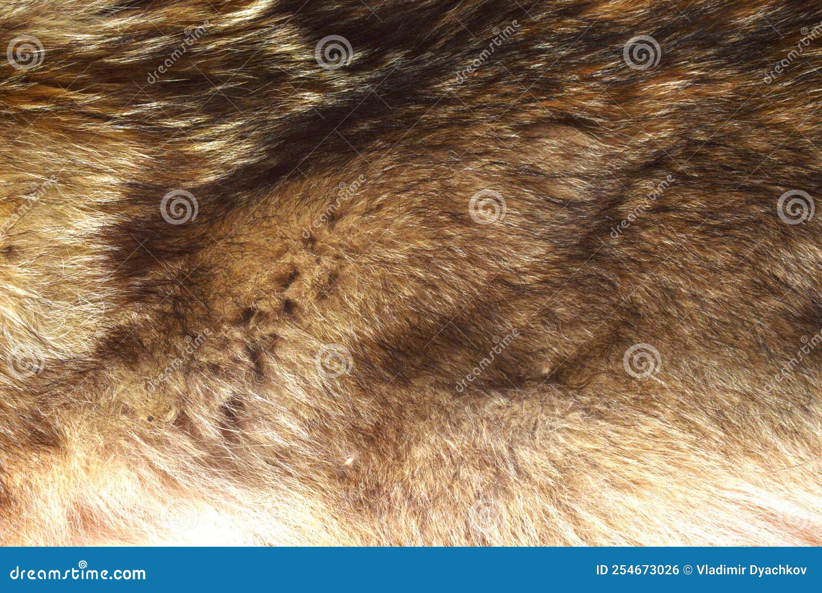 Stuffed wolf stock photo. Image of dead, carnivore, victim - 254673026