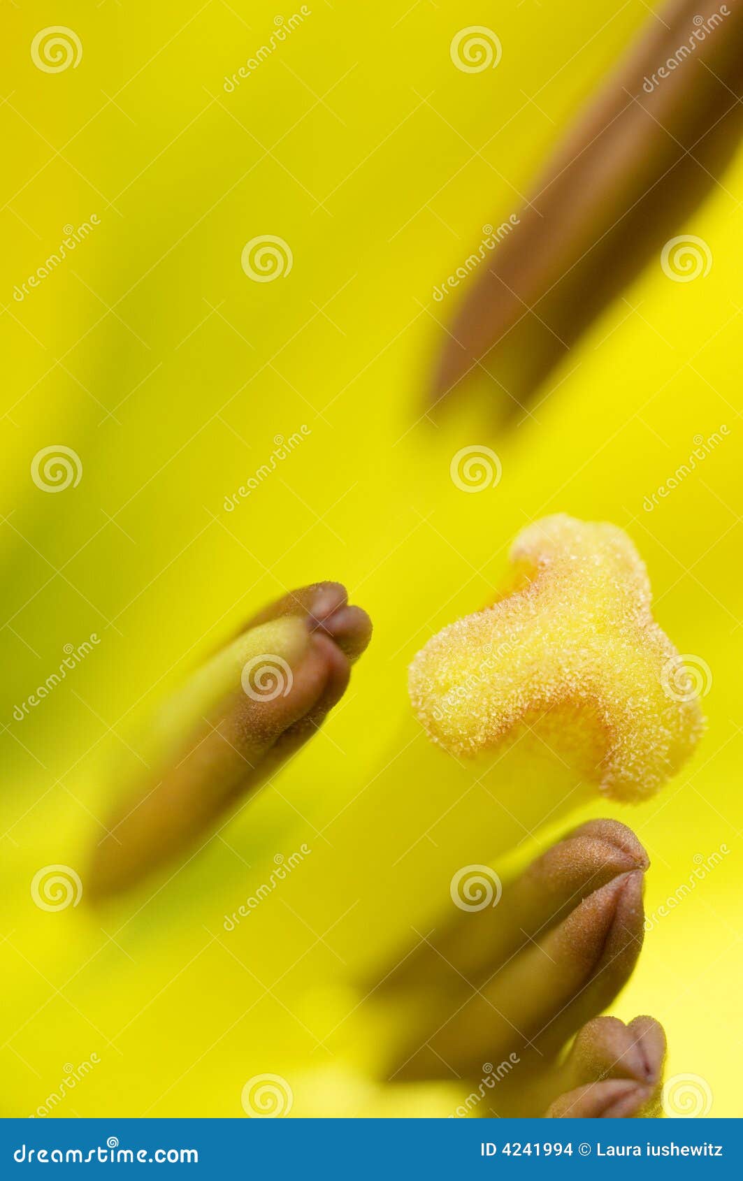 Stuifmeel op leliestamper stock foto. Image of bloesems - 4241994