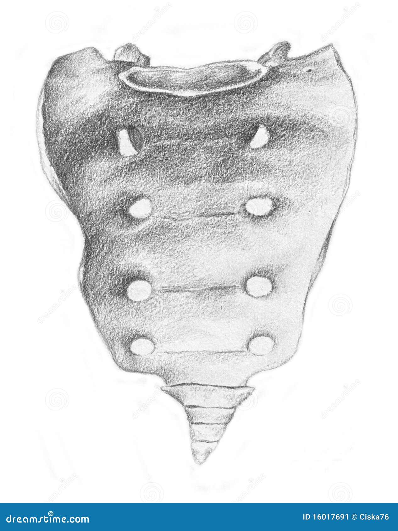 Stuitbeen - skelet stock illustratie. Illustration of biologie - 16017691
