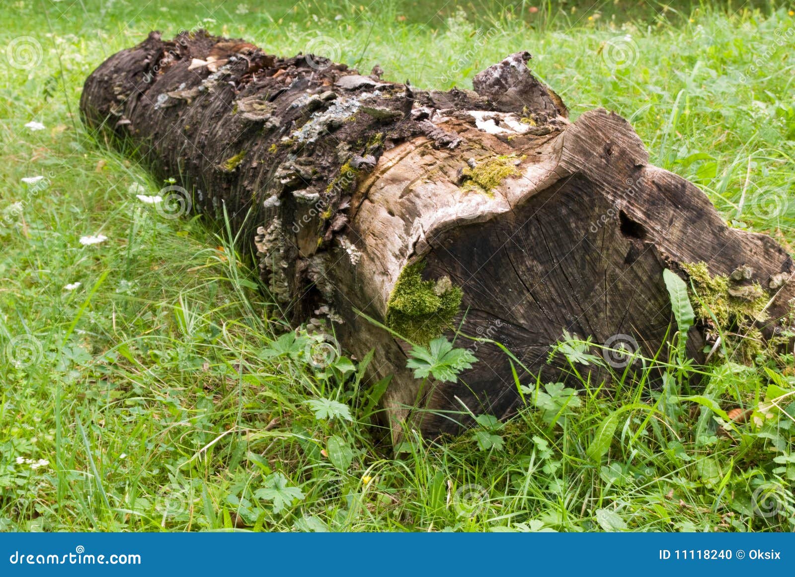 Stumb stock photo. Image of outdoor, green, moss, cutting - 11118240