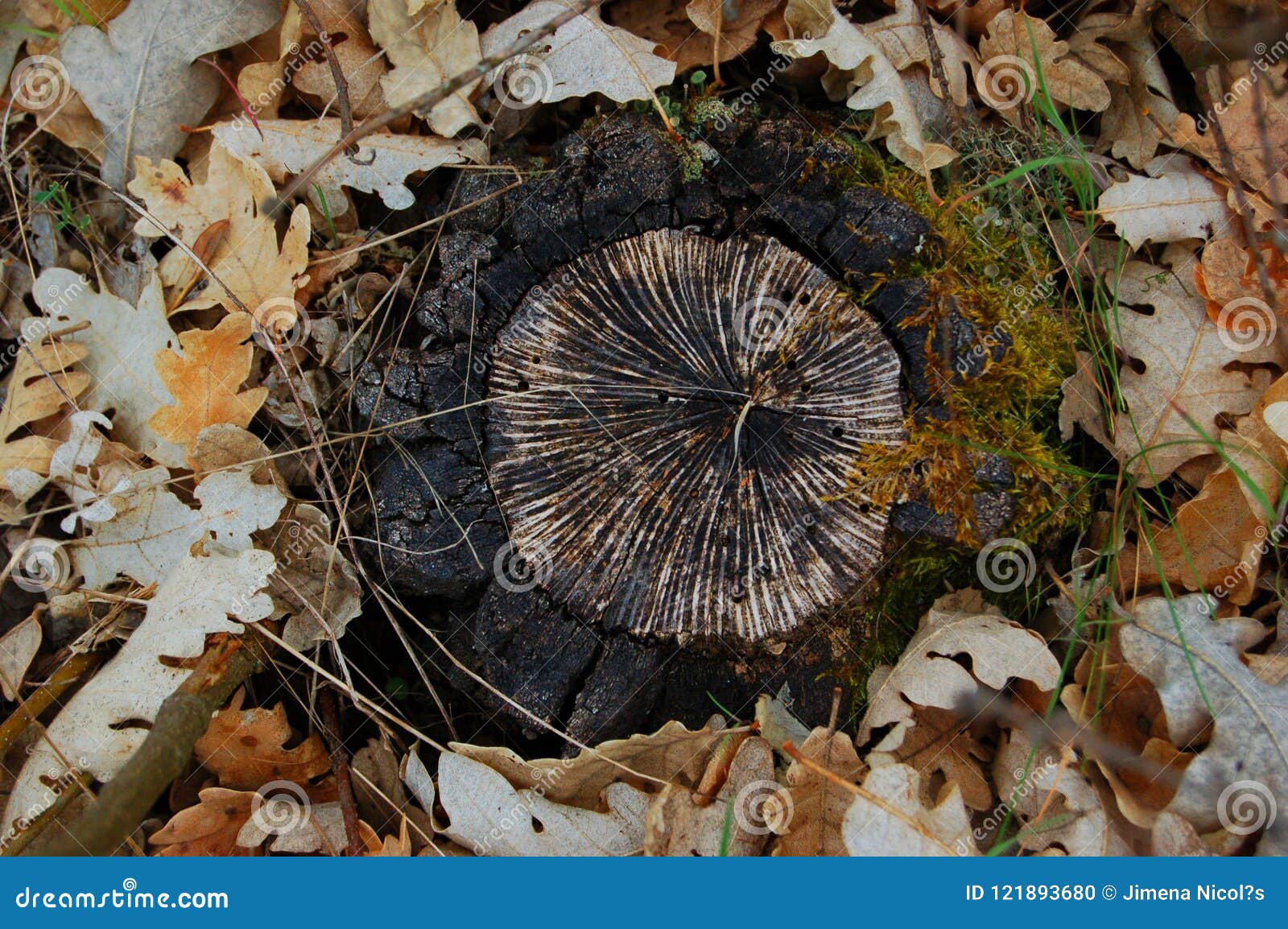 Stumb in a forest stock photo. Image of deforestation - 121893680