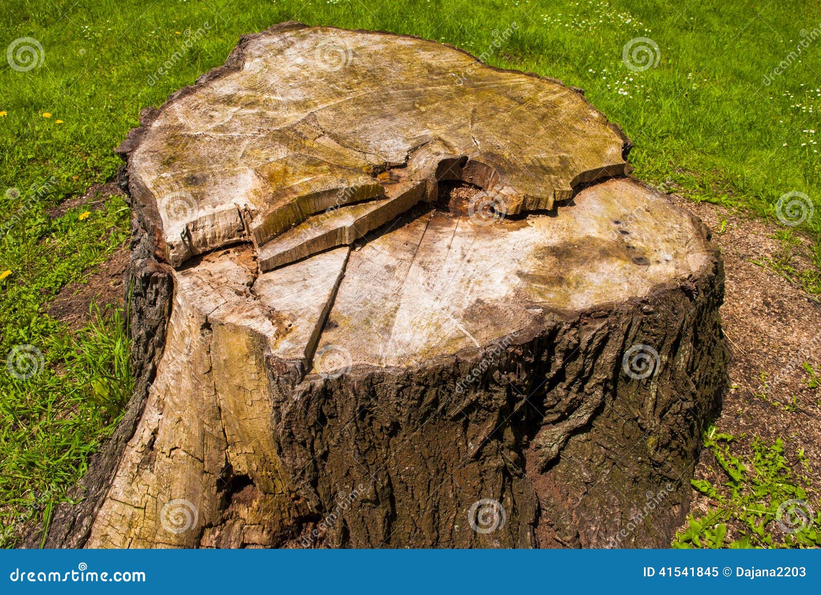 Stumb stock image. Image of tree, stump, plant, texture - 41541845