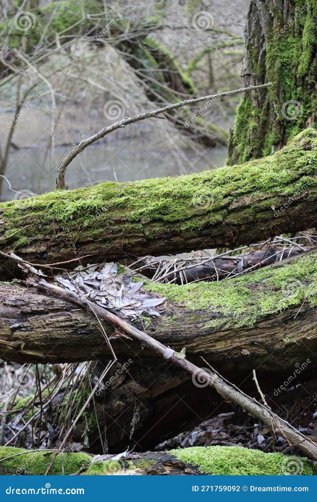 Stumbling block stock photo. Image of support, unpredictable - 271759092